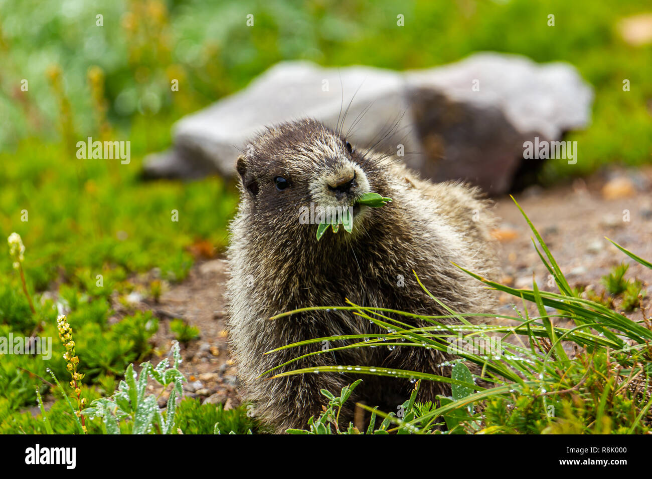 Happily chewing hi-res stock photography and images - Alamy