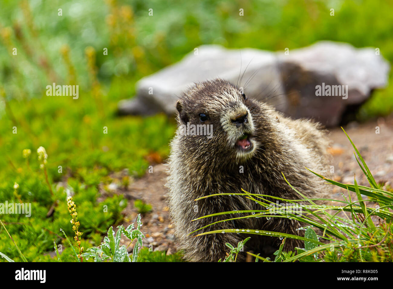 Chewing food in open mouth hi-res stock photography and images - Alamy