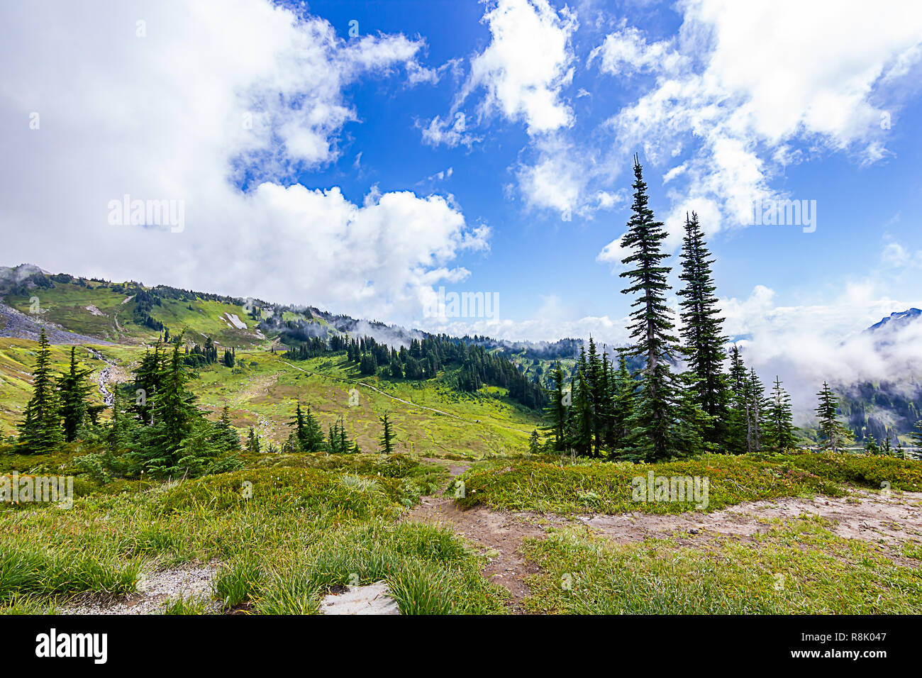 alpine meadow where it meets green forest areas in washington state ...