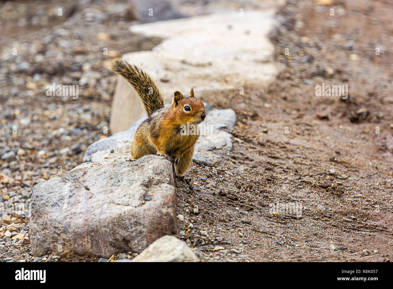 Chipmunks nose to nose hi-res stock photography and images - Alamy