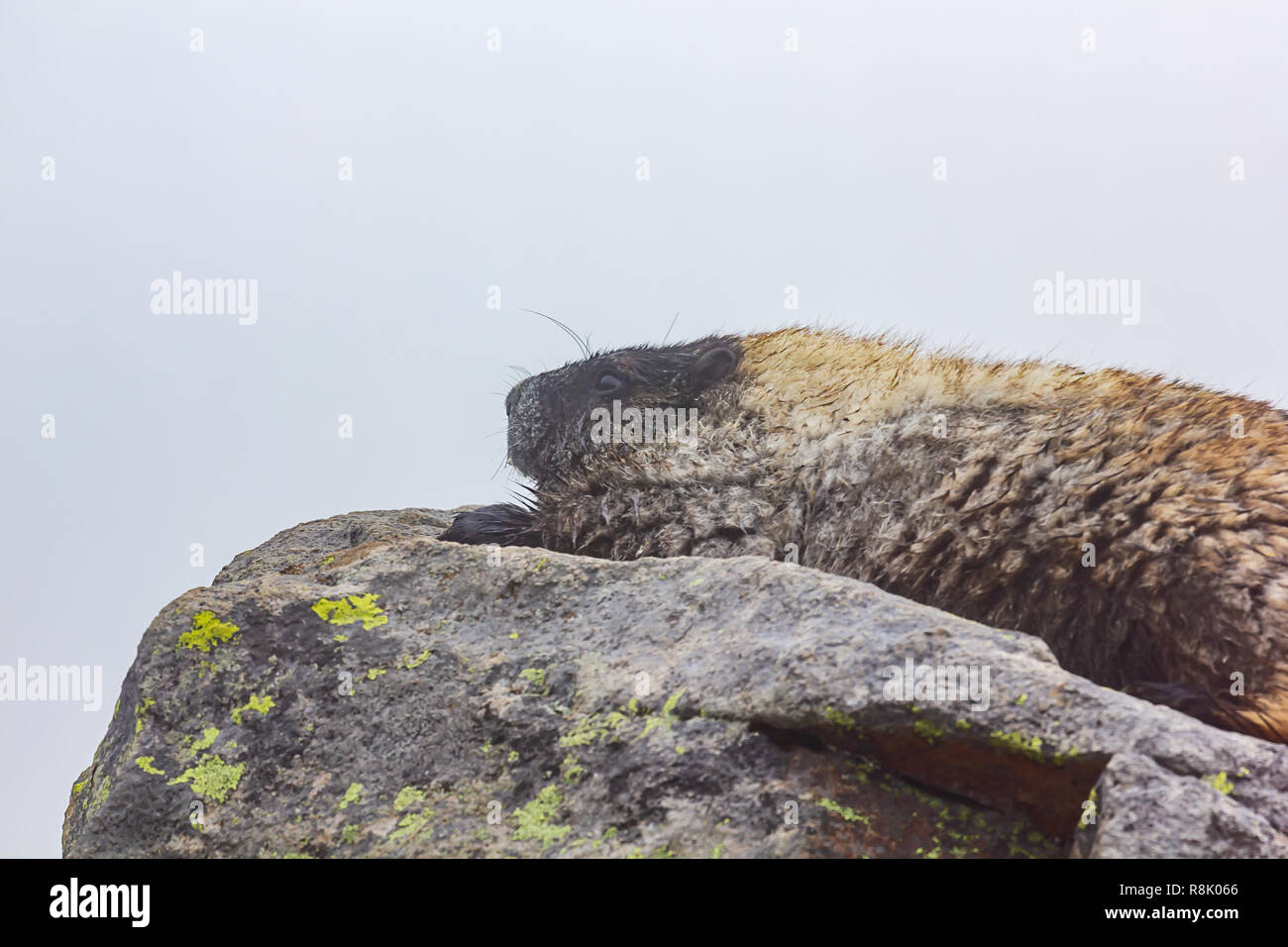 marmot flat laying down on stone at mount rainier Stock Photo - Alamy