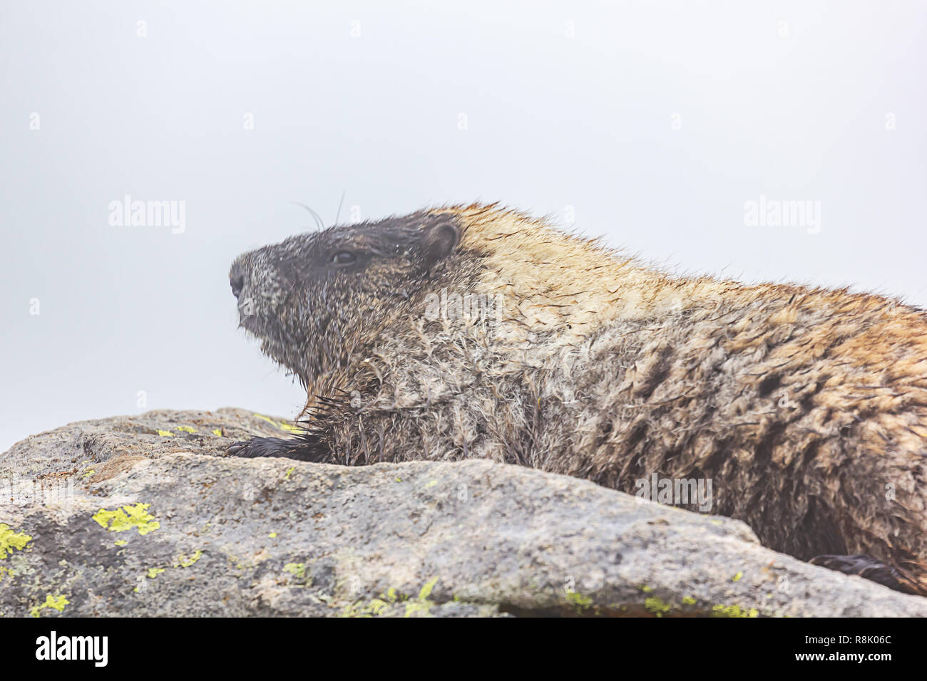 fat marmot looking out at thick white fog Stock Photo - Alamy