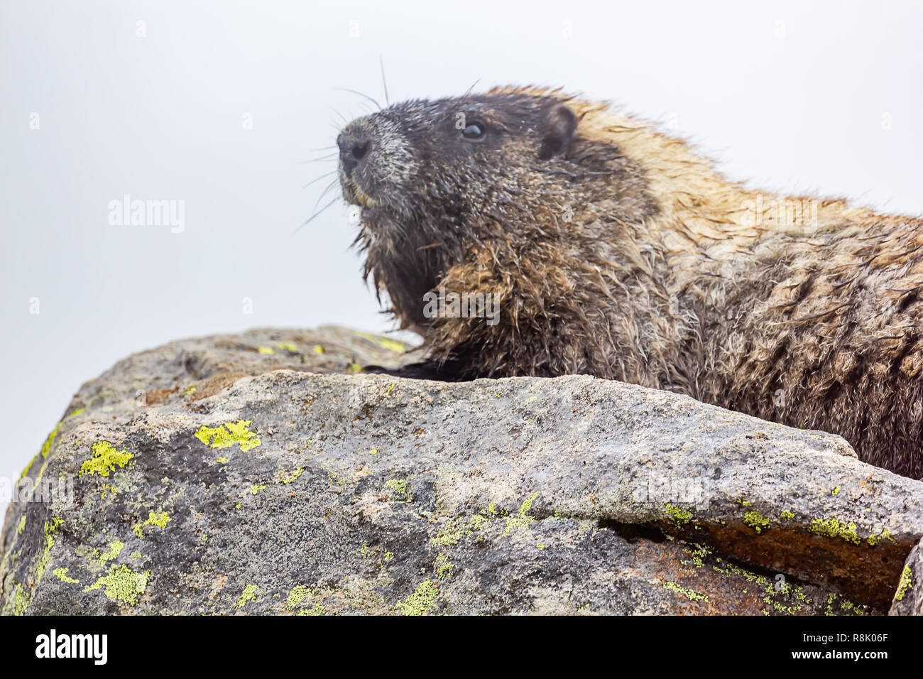 Marmot looking face close up hi-res stock photography and images - Alamy