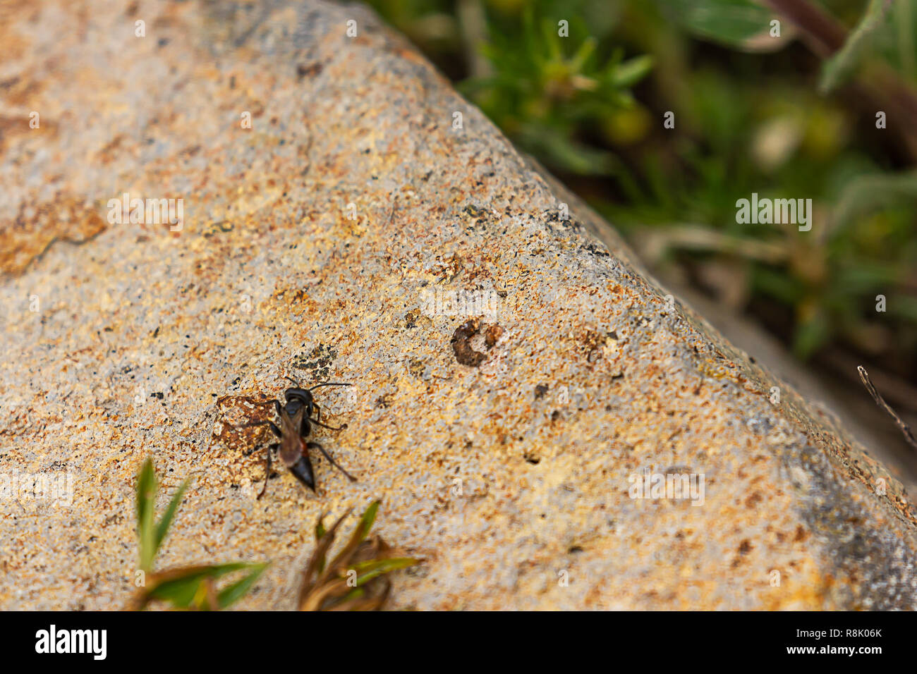Washington state insects hi-res stock photography and images - Alamy