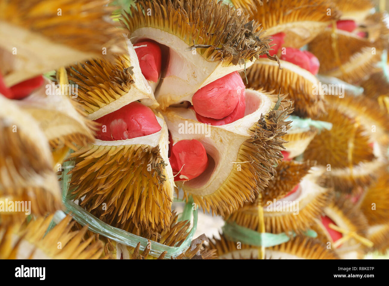 Exotic red colored durian native to the jungle of Sabah Malaysian ...