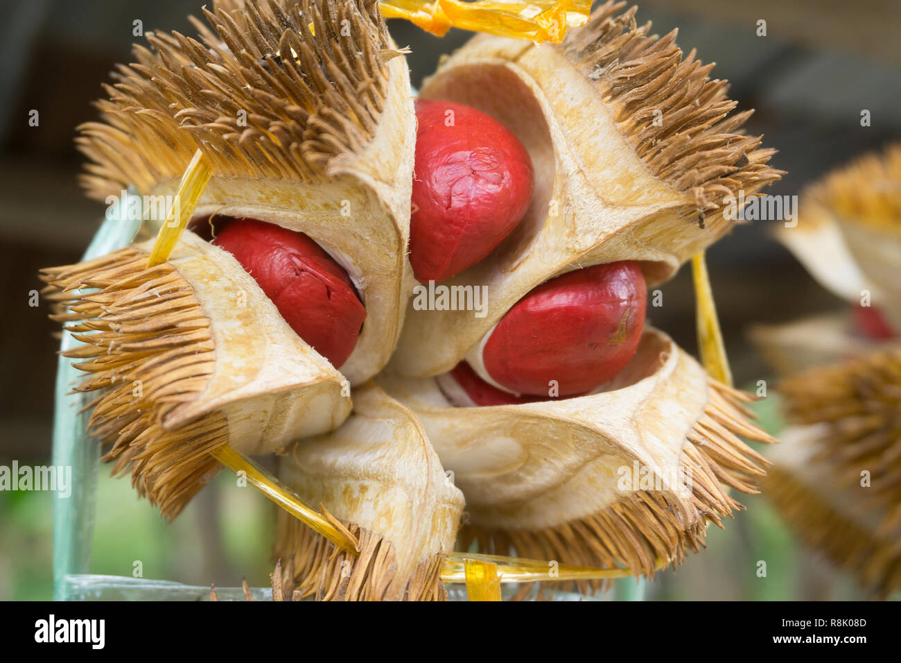 Exotic red colored durian native to the jungle of Sabah Malaysian ...