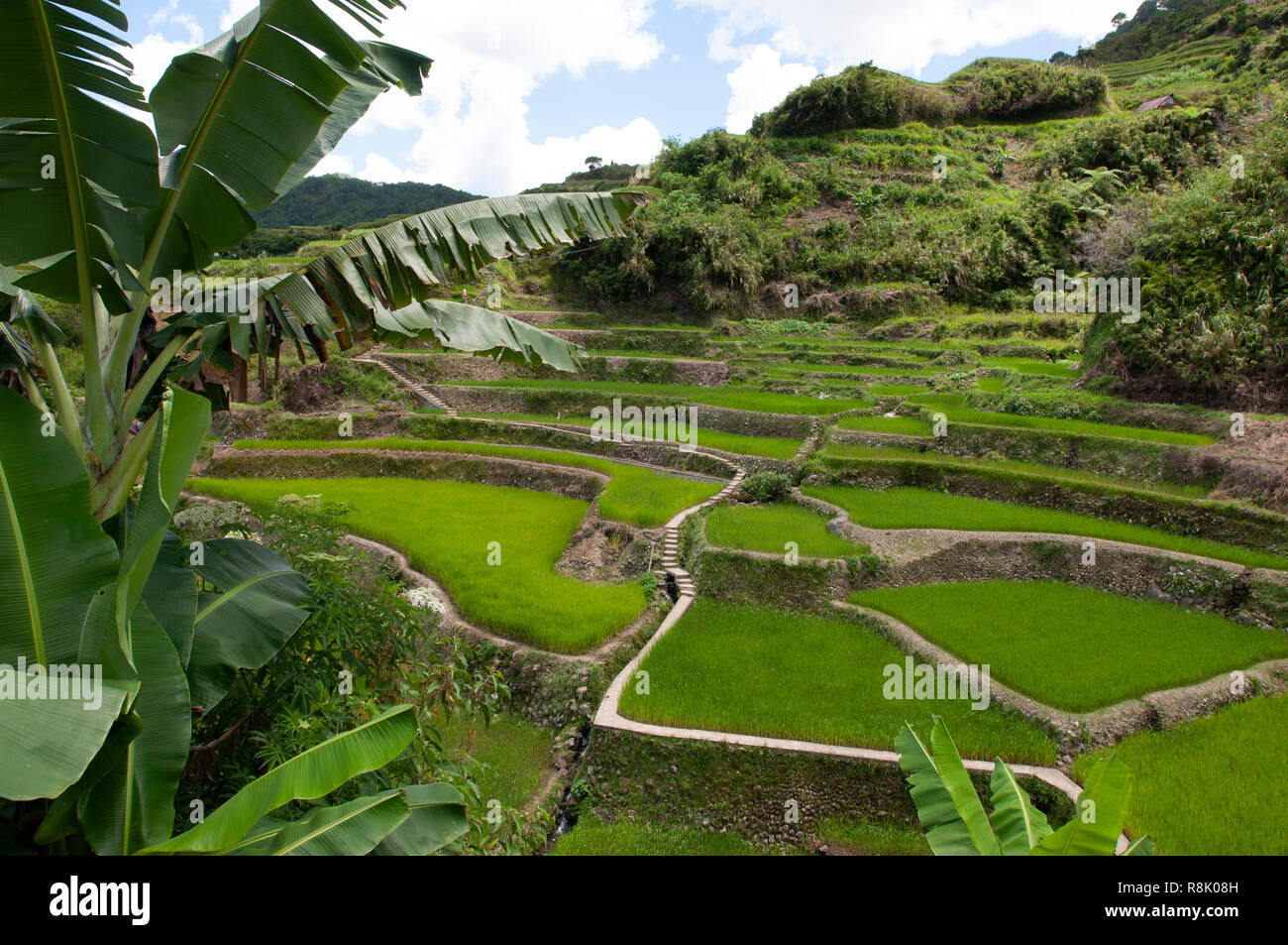 Maligcong Rice Terraces, Bontoc, Mountain Province, Philippines, Asia ...