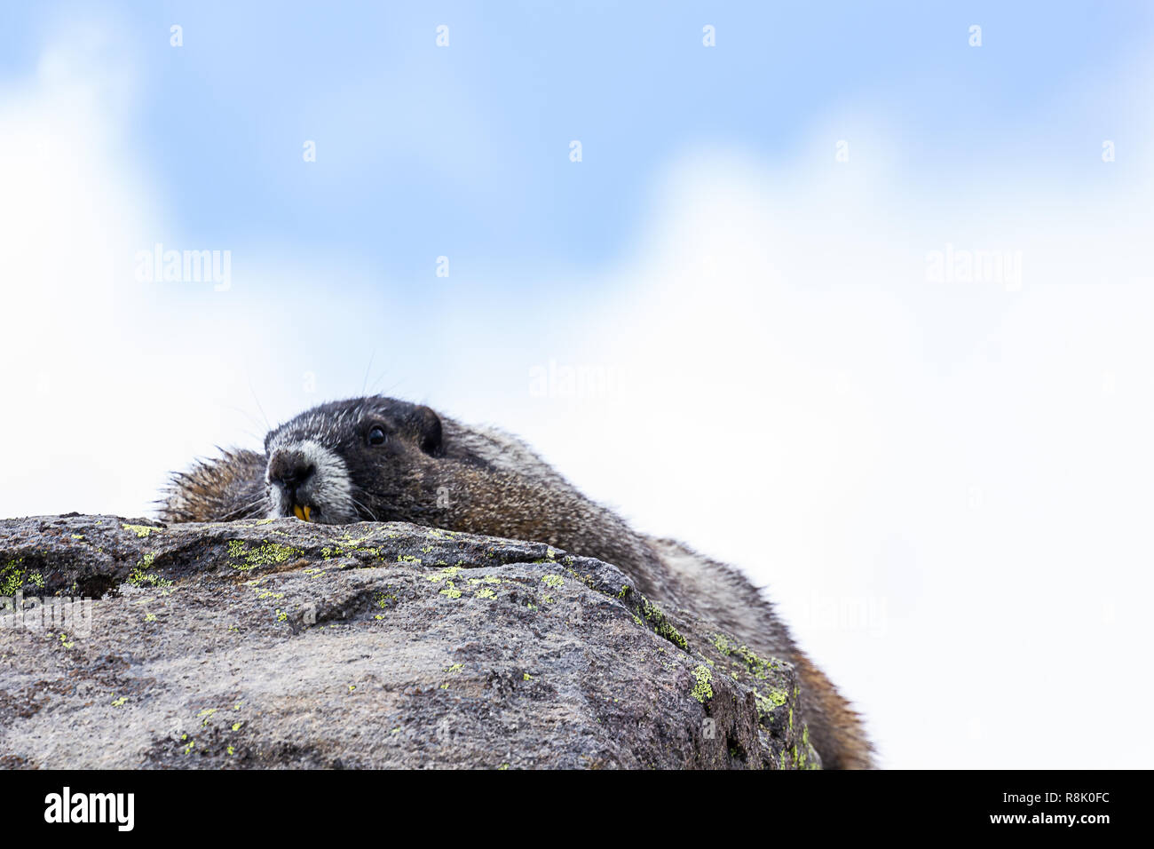 flattened out fat marmot clings to top of boulder Stock Photo - Alamy