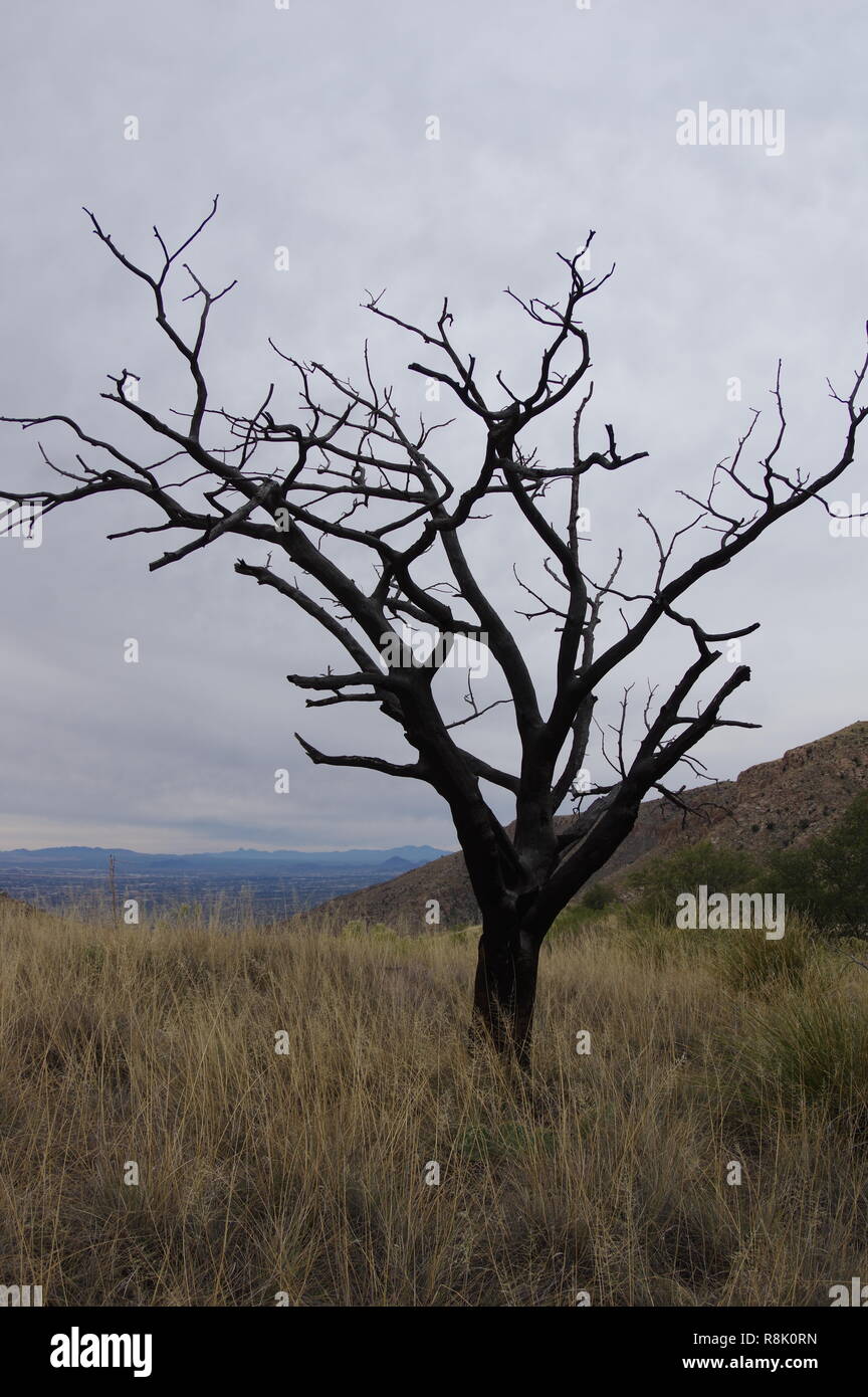 One old tree seen above Tucson Stock Photo - Alamy