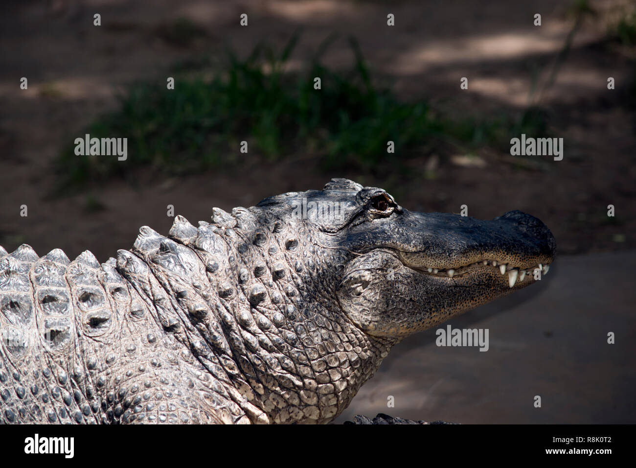 this is a side view of an alligator Stock Photo - Alamy