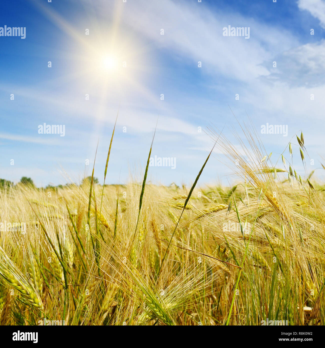 wheat field and blue sky Stock Photo - Alamy
