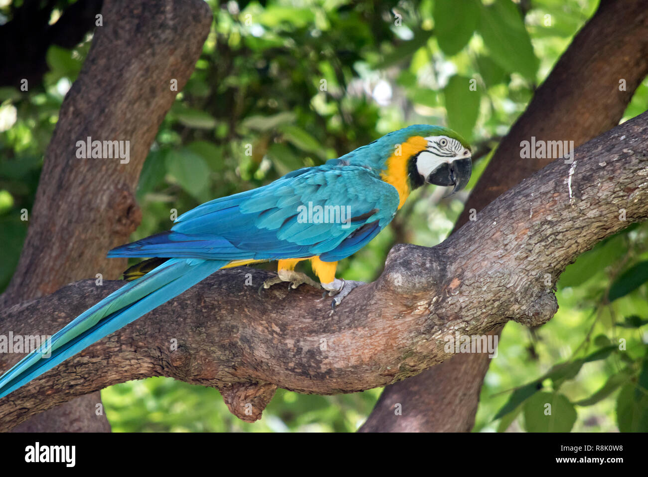 this is a side view of a blue and gold macaw Stock Photo - Alamy