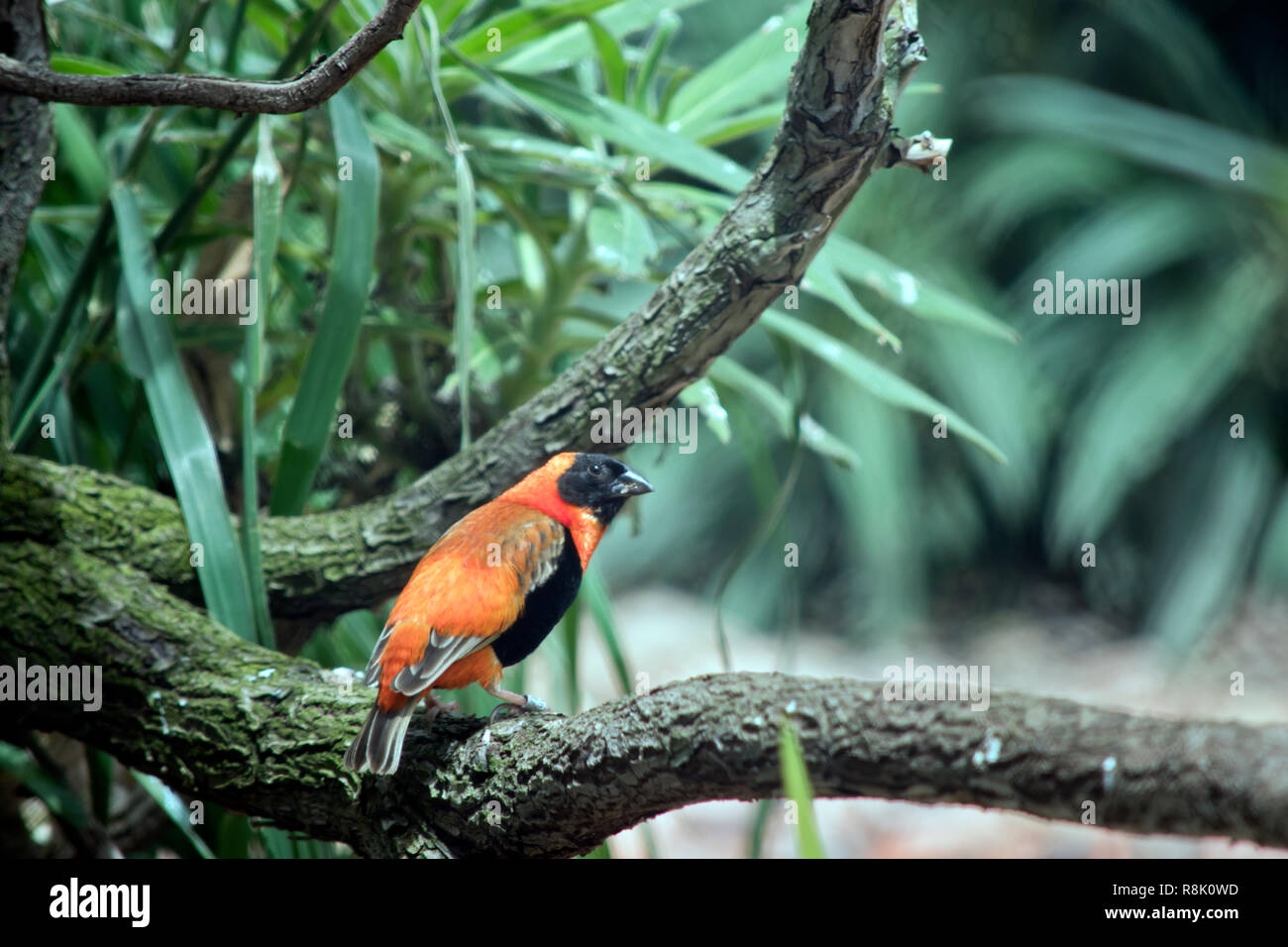 Red bishop bird hi-res stock photography and images - Alamy
