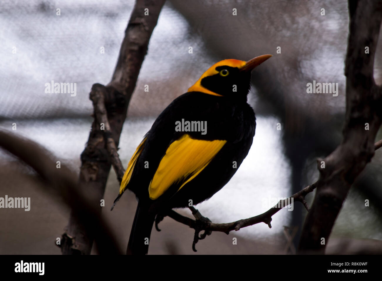 Regent Bird High Resolution Stock Photography and Images - Alamy