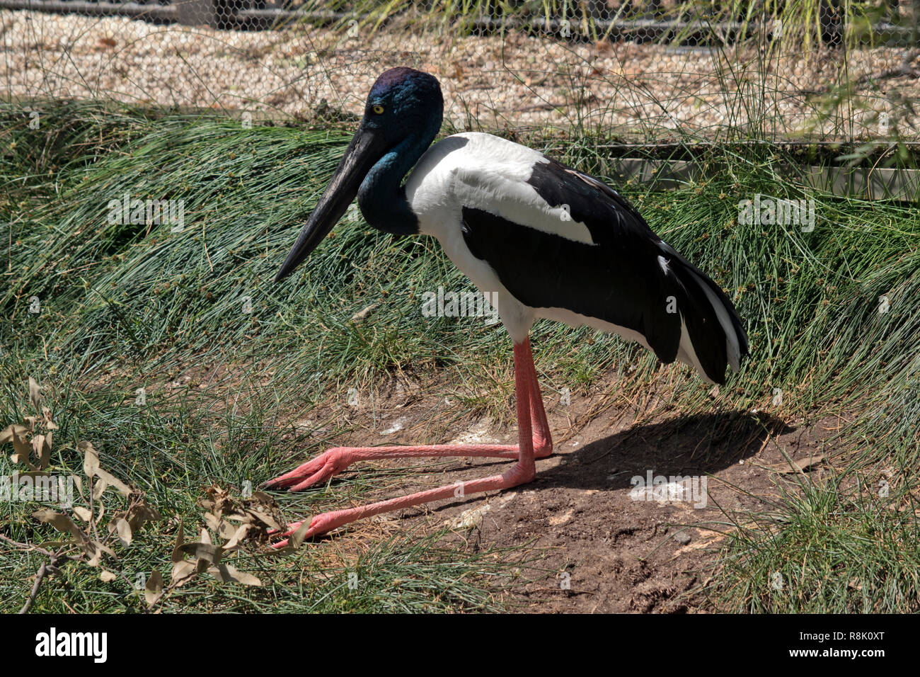 Long neck bird hi-res stock photography and images - Alamy