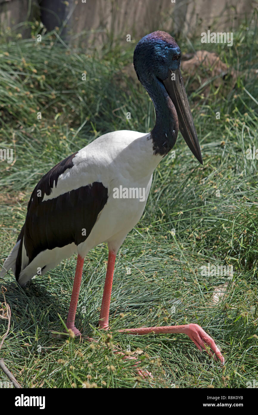 the male black necked stork is sitting on the grass Stock Photo - Alamy