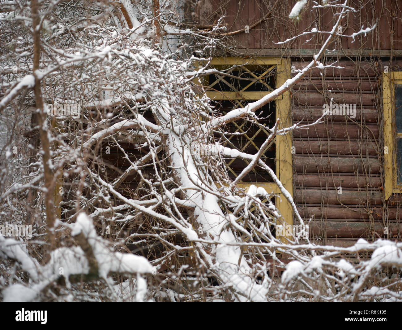 Pine tree fallen on the wooden wall of a house, outdoor shot, winter ...