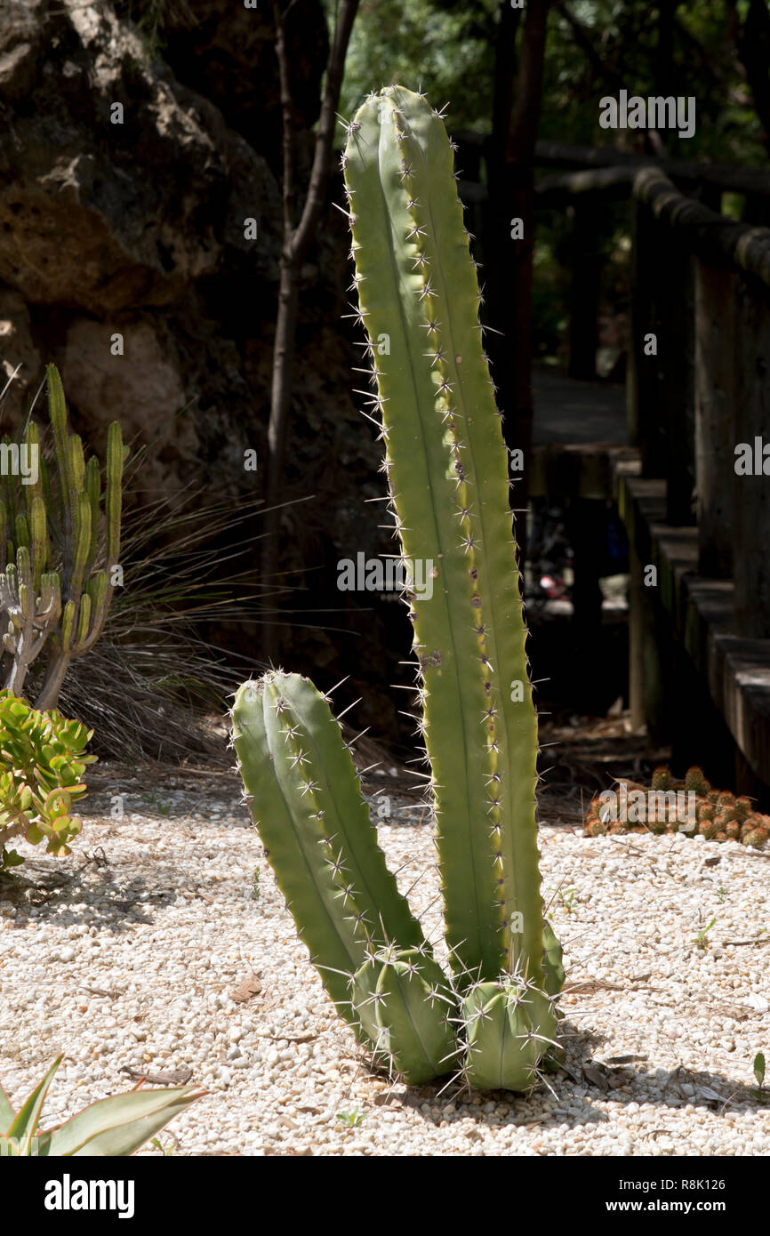 the cactus has one tall arm two short arms and one medium arm Stock ...