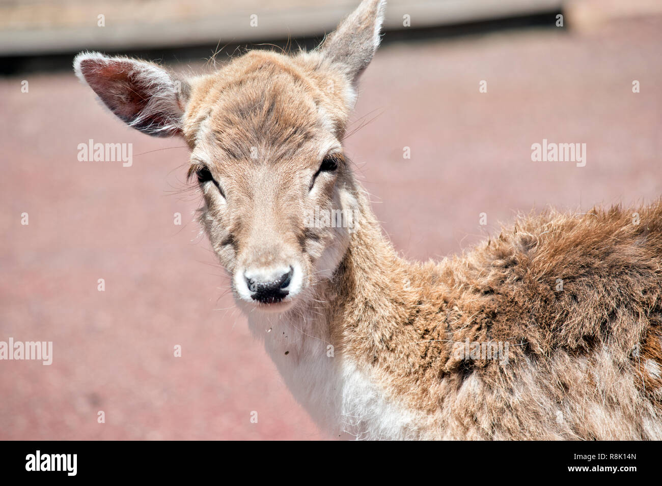 Deer close up nose hi-res stock photography and images - Alamy