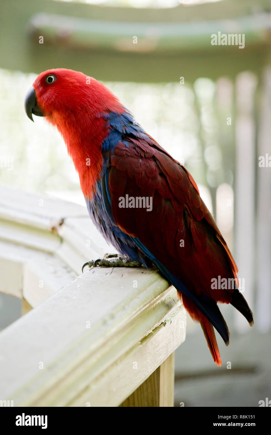 Side view bright red parrot hi-res stock photography and images - Alamy