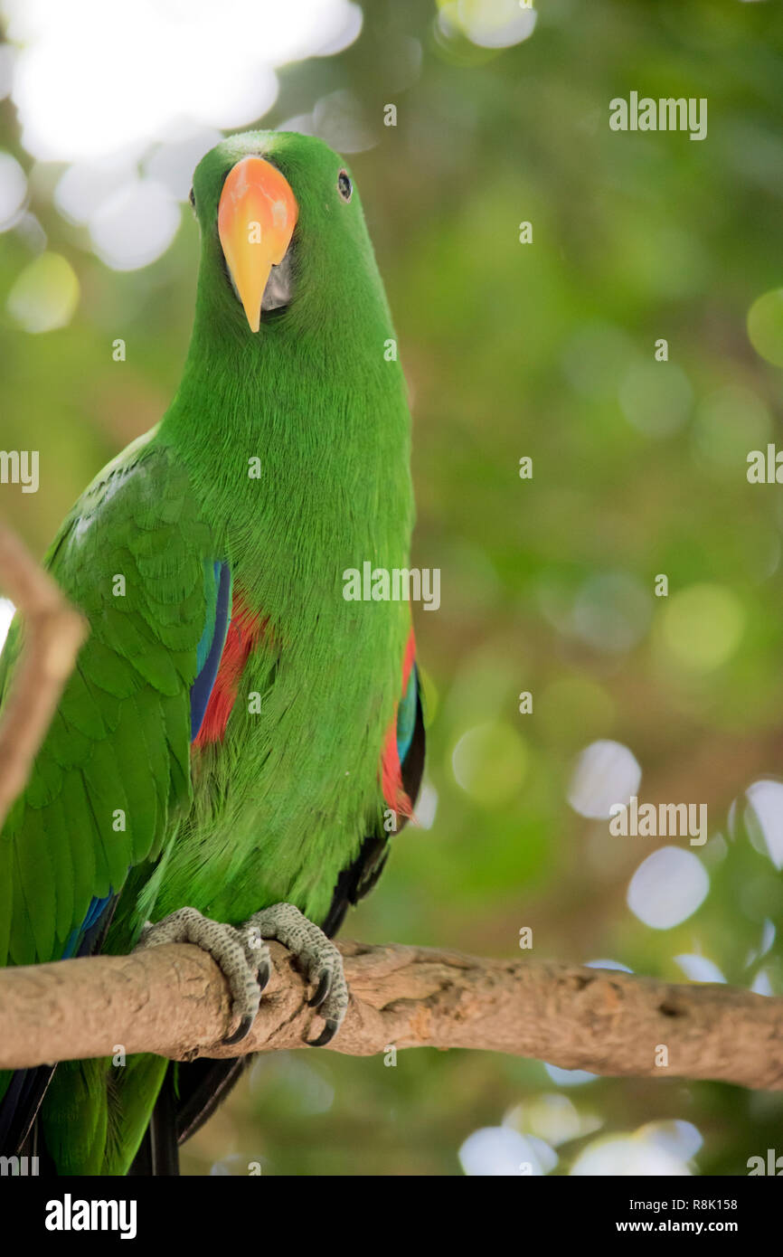 Male Eclectus Parrot High Resolution Stock Photography and Images - Alamy