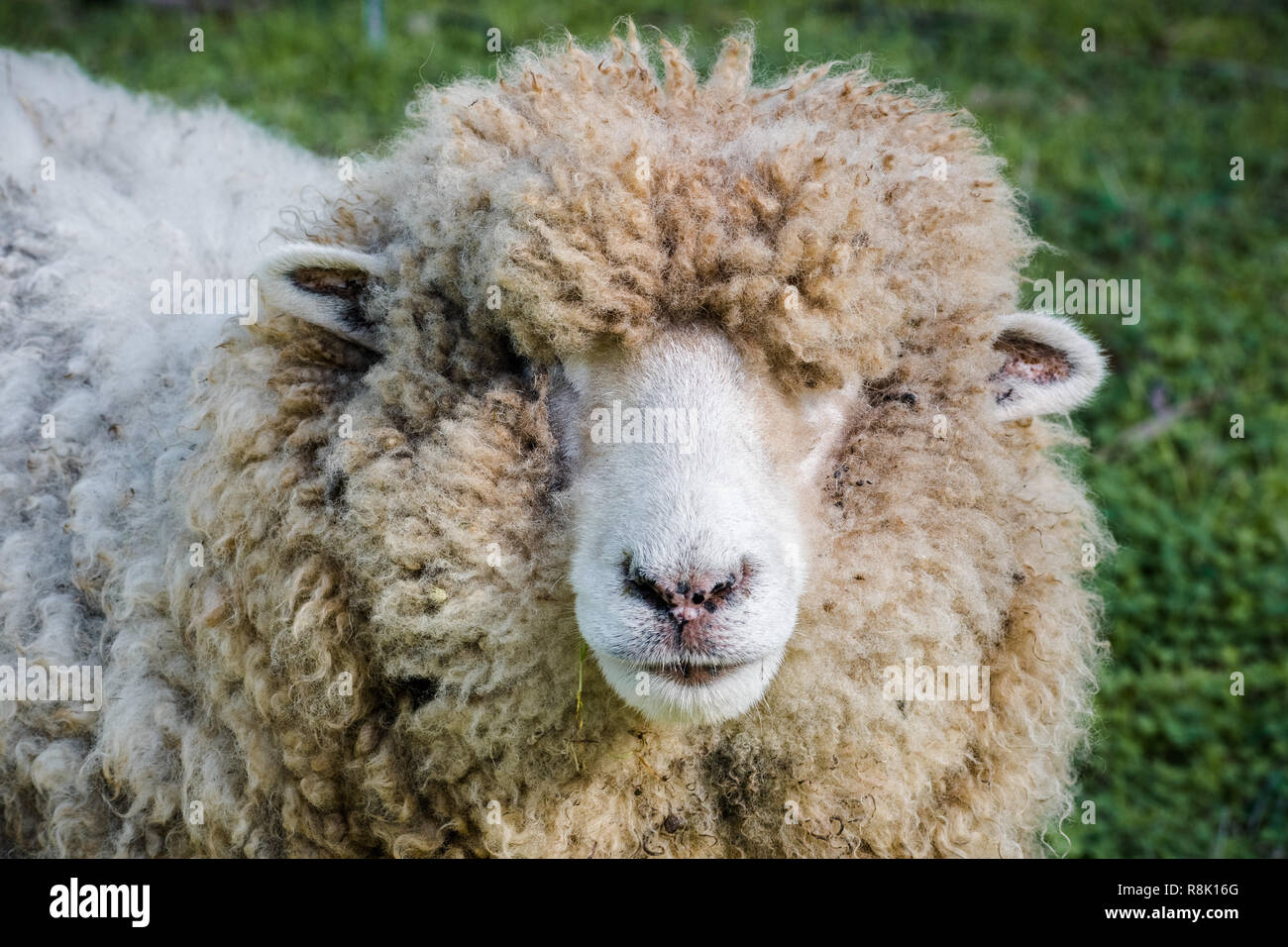 Close up of a sheep with thick wool coat hi-res stock photography and ...