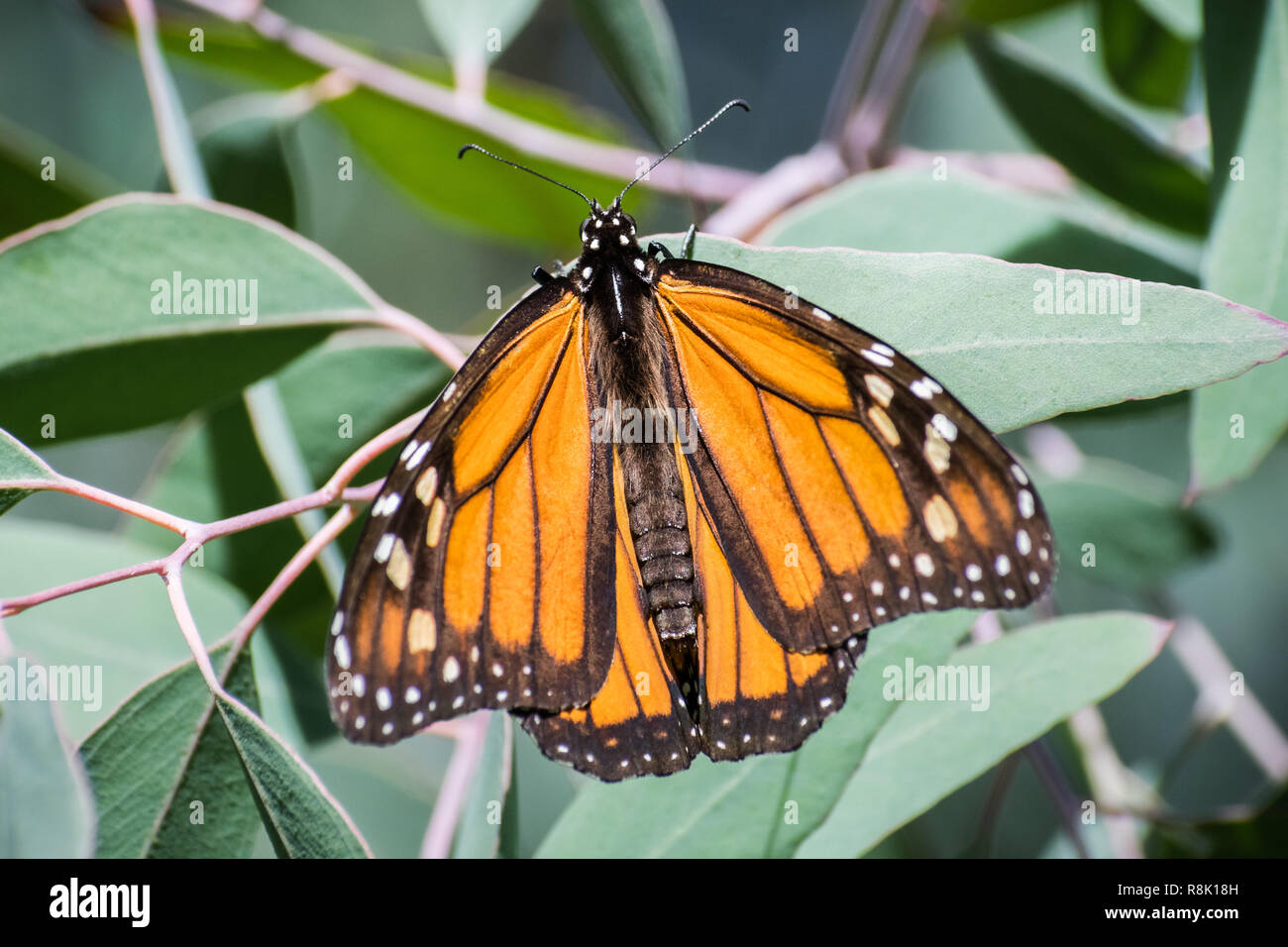 Monarch Butterfly resting in an eucalyptus tree, Fremont, San Francisco ...