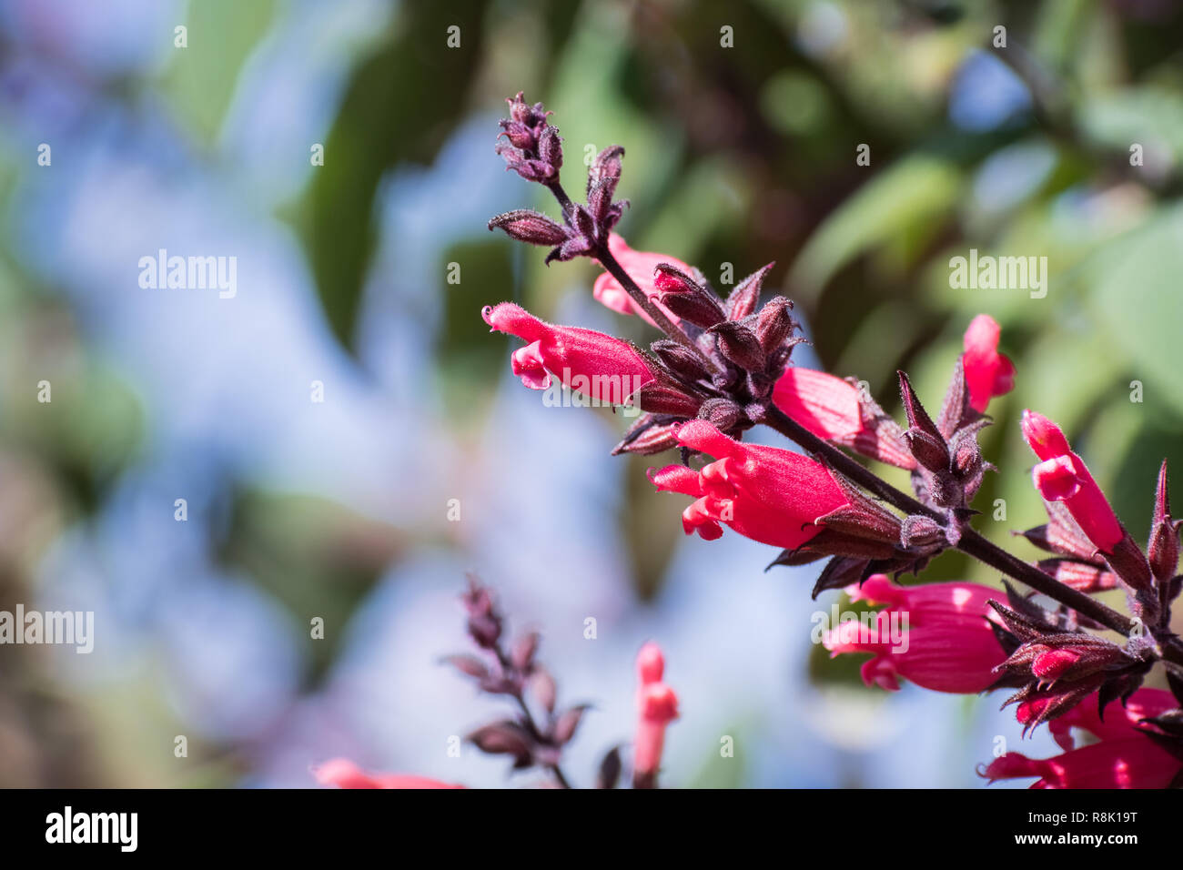 Hummingbird sage (Salvia spathacea) flowers, California Stock Photo - Alamy