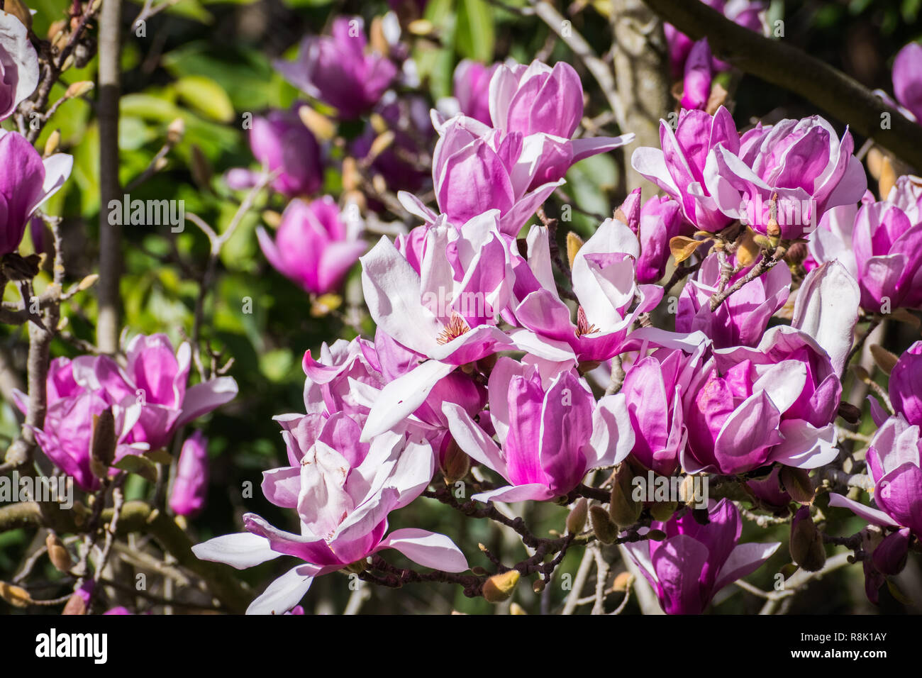Extravagant floral display hi-res stock photography and images - Alamy