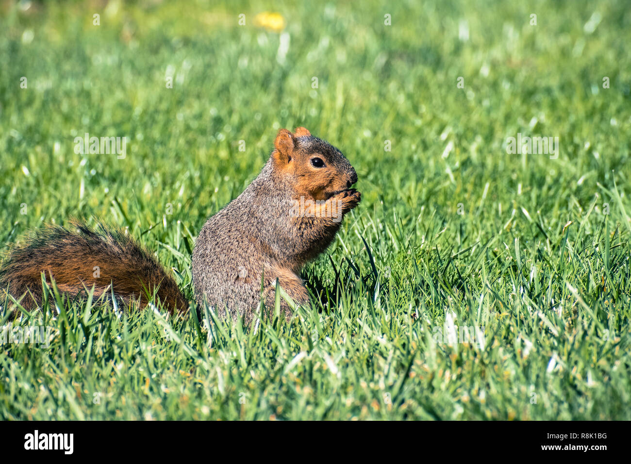 Fox nut hi-res stock photography and images - Alamy