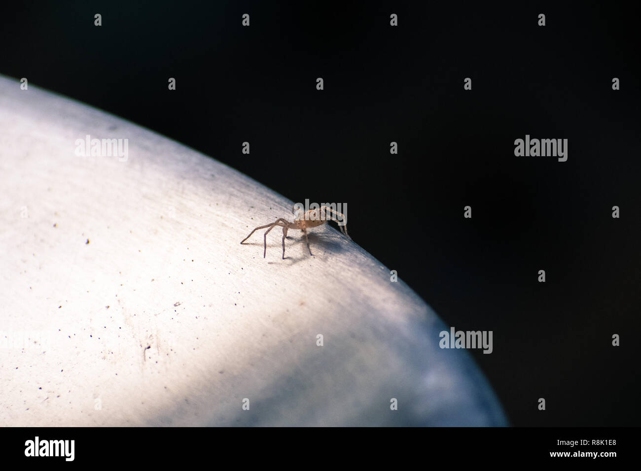 Tiny spider walking on a bright metal surface Stock Photo - Alamy