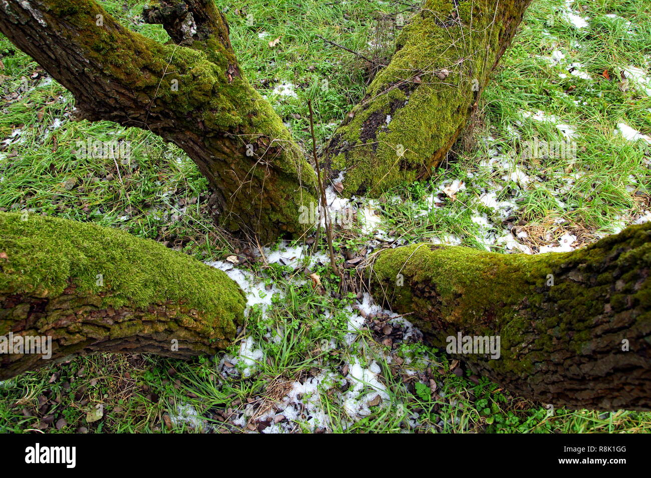 Tree covered with moss Stock Photo - Alamy