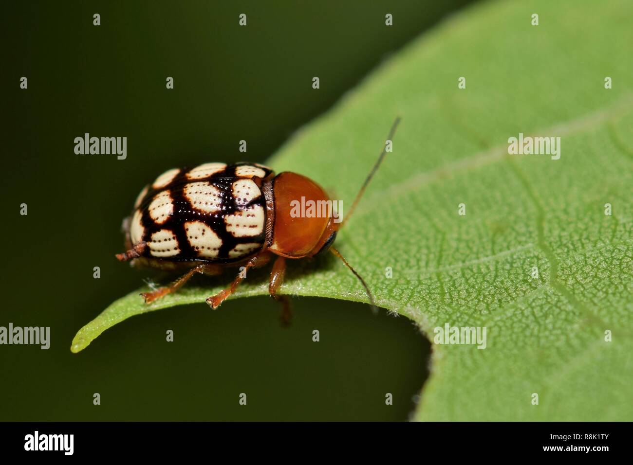 Carapace beetle hi-res stock photography and images - Alamy