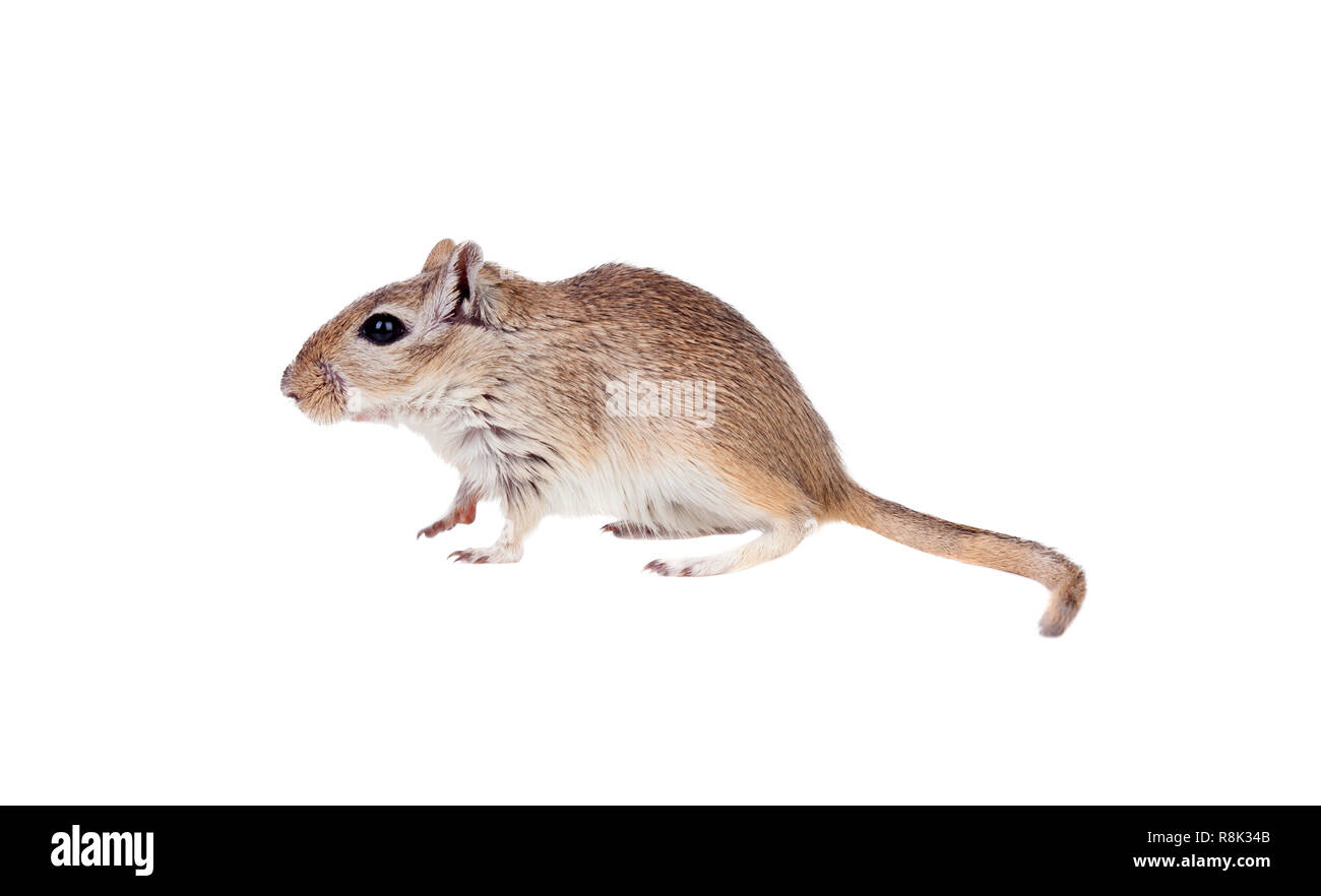 White mouse profile shot hi-res stock photography and images - Alamy