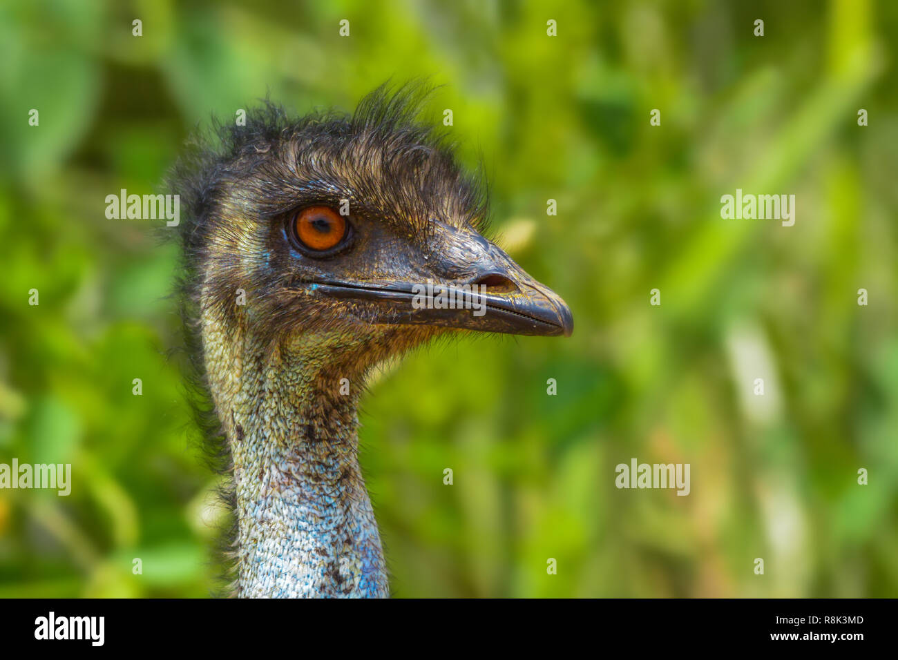 Emu close up shot Stock Photo - Alamy