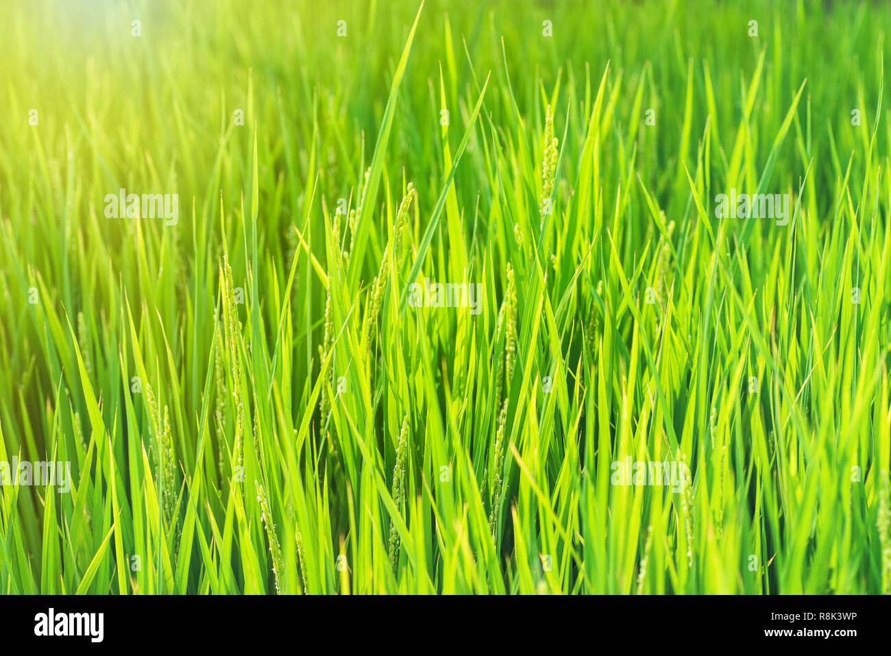 Lush green stalks rice hi-res stock photography and images - Alamy