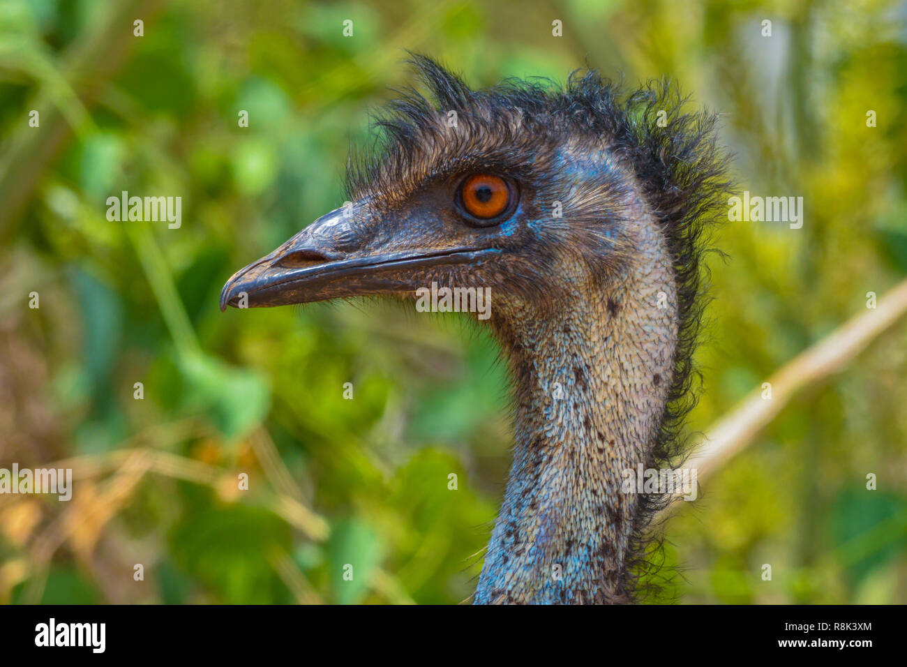 Emu close up shot Stock Photo - Alamy