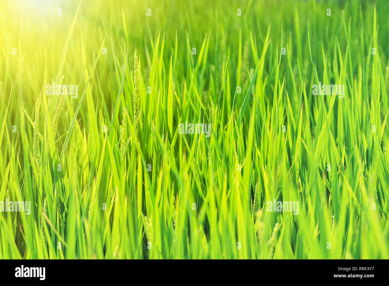 Green rice fields.Rice field. Japan.Nagoya.Rice green stalks Stock ...