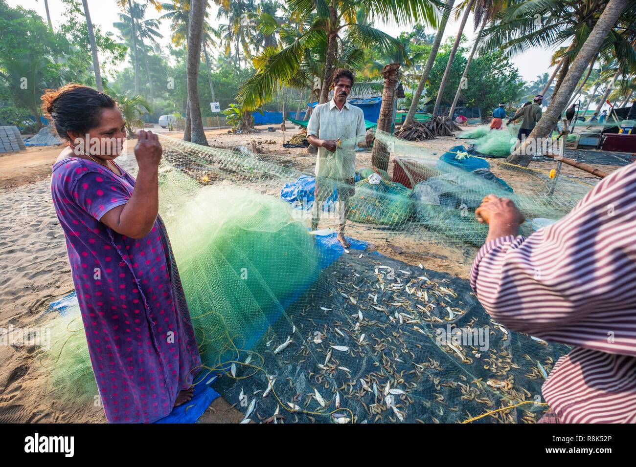 India, state of Kerala, Mararikulam, Marari Beach, fishermen collecting ...