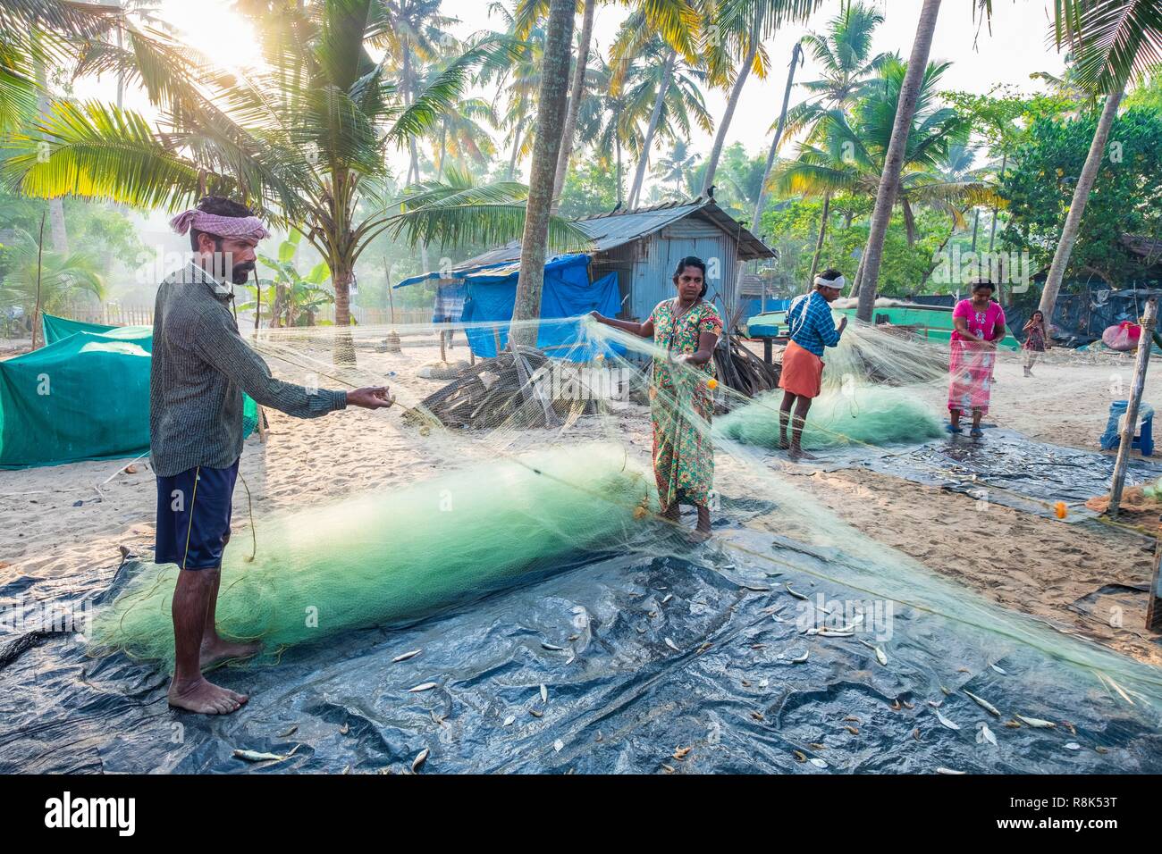 India, state of Kerala, Mararikulam, Marari Beach, fishermen collecting ...