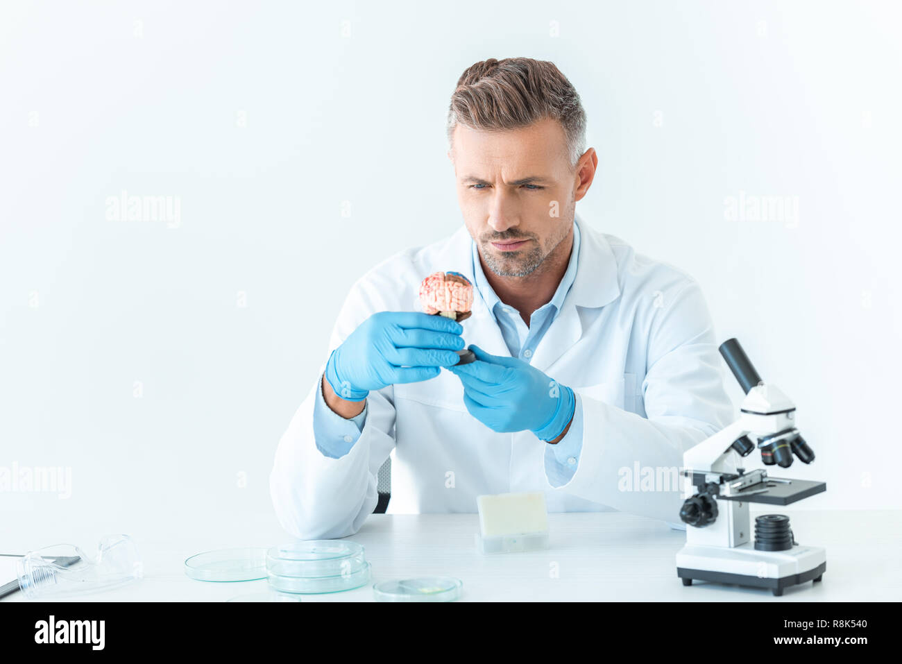 handsome scientist looking at brain model isolated on white Stock Photo ...