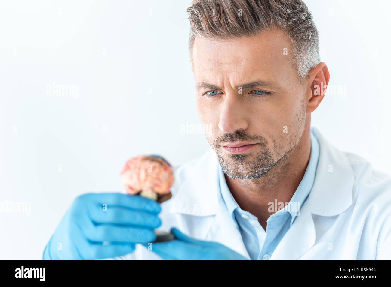 selective focus of handsome scientist looking at brain model isolated ...