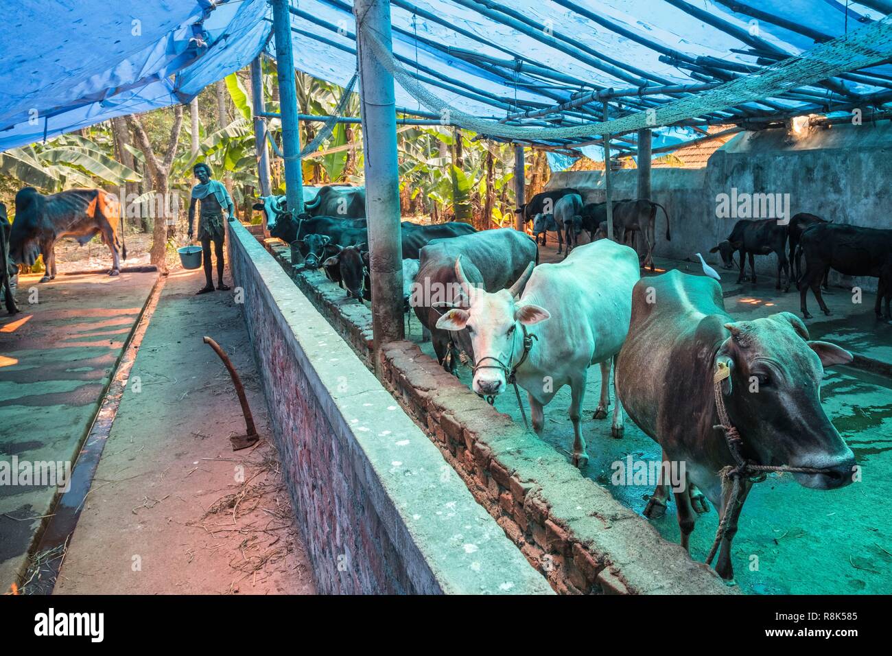 Cattle kerala india hi-res stock photography and images - Alamy