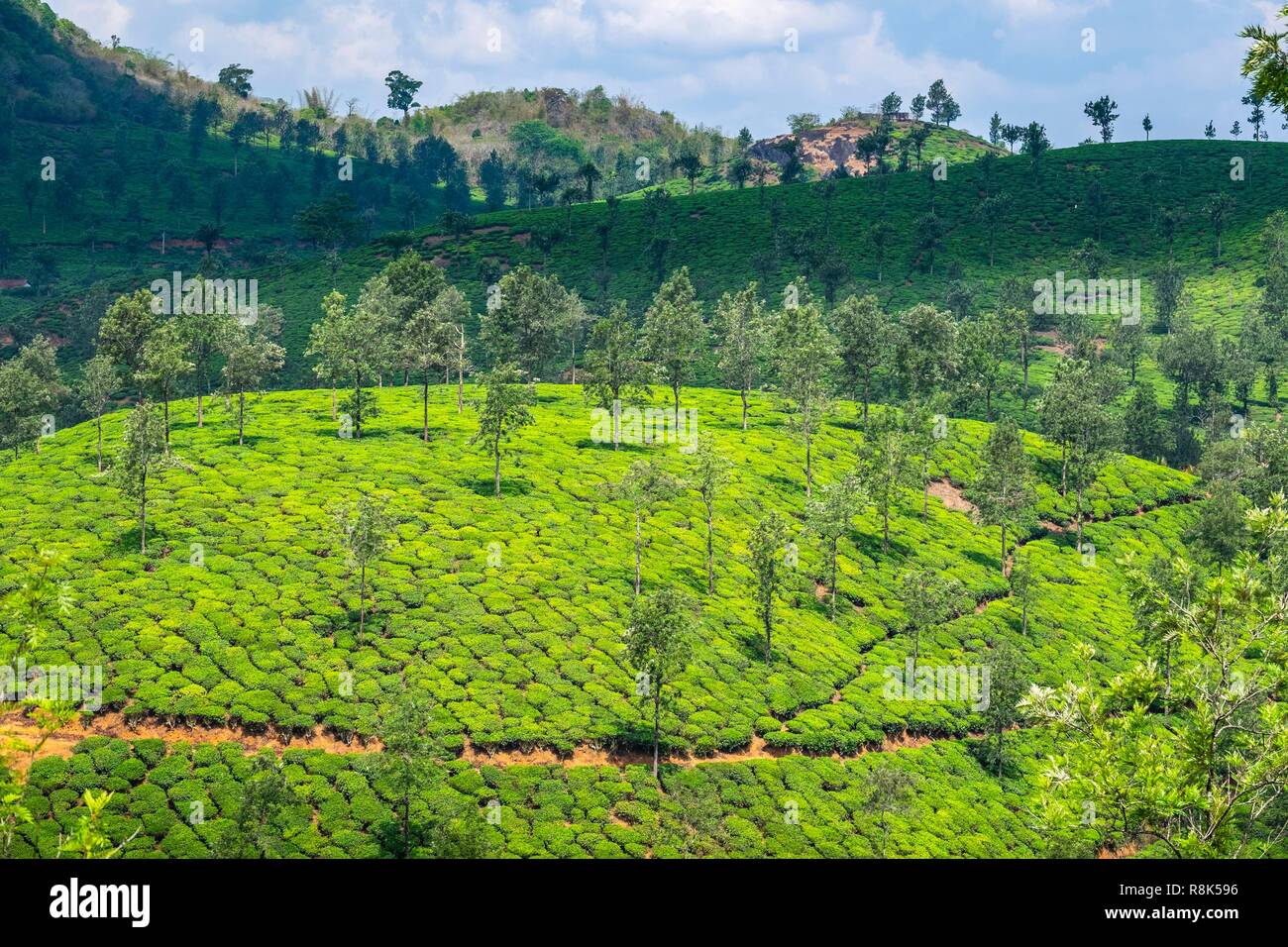 India, state of Kerala, Wayanad district, tea plantations around ...