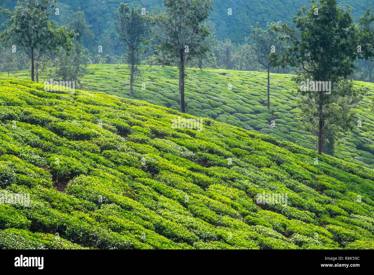 India, state of Kerala, Wayanad district, tea plantations around ...