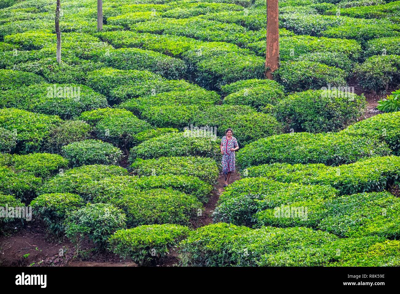 India, state of Kerala, Wayanad district, tea plantations around ...