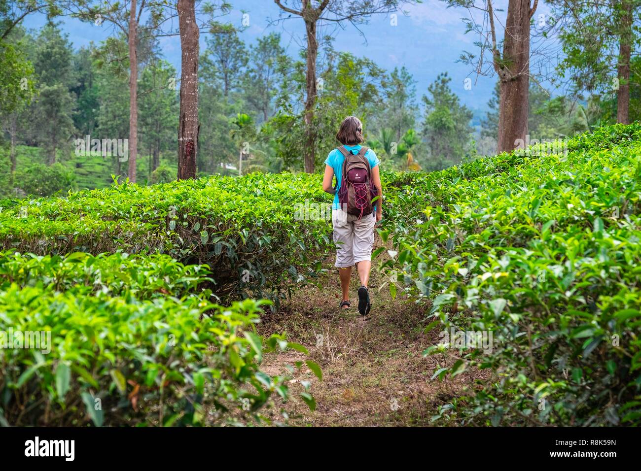 India, state of Kerala, Wayanad district, hike in the tea plantations ...