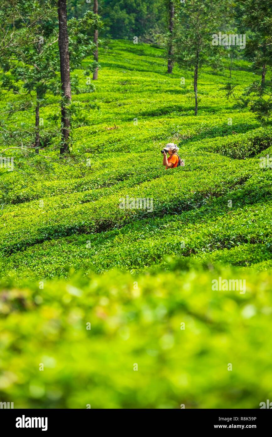 India, state of Kerala, Wayanad district, hike in the tea plantations ...