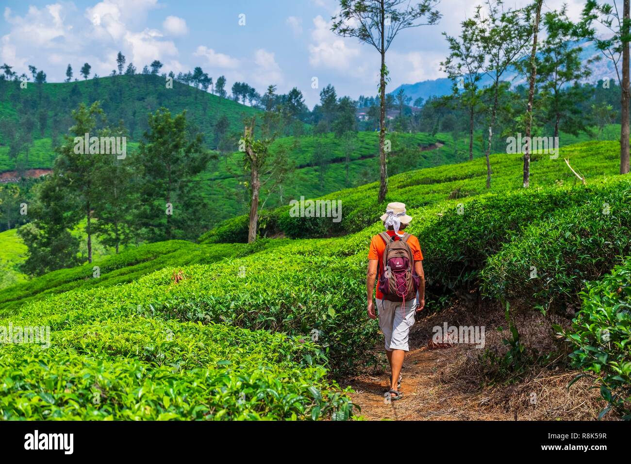 India, state of Kerala, Wayanad district, hike in the tea plantations ...