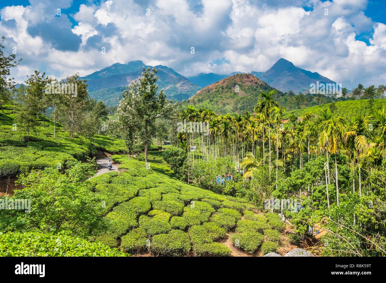 India, state of Kerala, Wayanad district, tea plantations around ...
